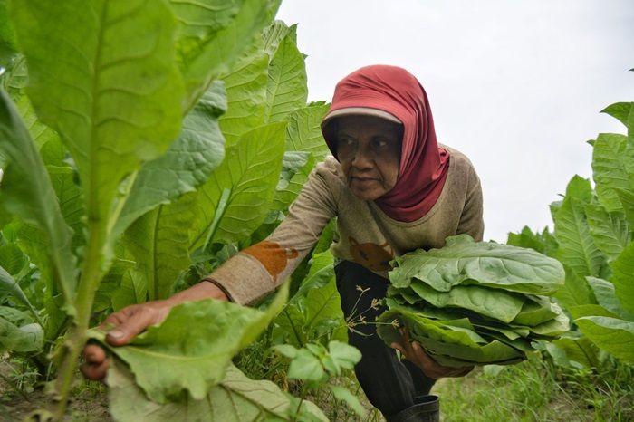 Panen Tembakau Deli, Primadona Cerutu Dunia Asal Sumatera Utara