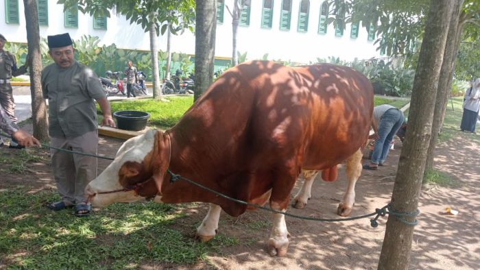 Begini Penampakan Sapi 1 Ton dari Presiden Prabowo untuk Warga Deli Serdang