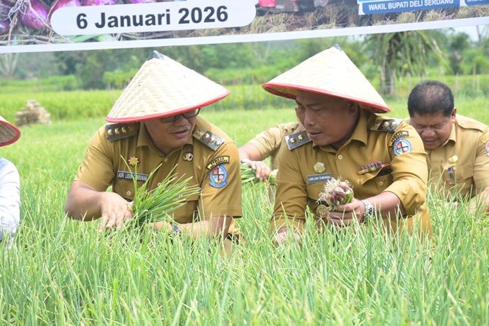 Bawang Merah Jadi Komoditas Unggulan Petani Deli Serdang, Modal Rp4 ...