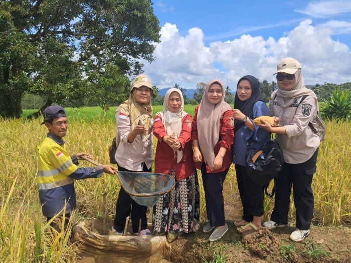 Mina Padi Dorong Kesejahteraan Petani Tapsel, Produksi Naik Hingga 32 ...