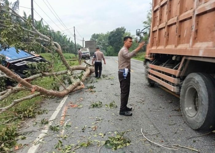Sopir Mengantuk, Truk Kontainer Tabrak Pohon hingga Tercabut