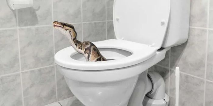 Waspada! Ini Sembilan Tanda Rumah Anda Bisa Jadi Sarang Ular