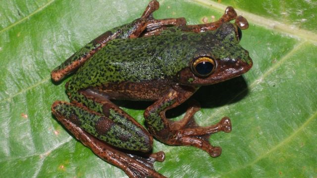 BRIN Identifikasi Katak Pohon Jenis Baru dari Sulawesi