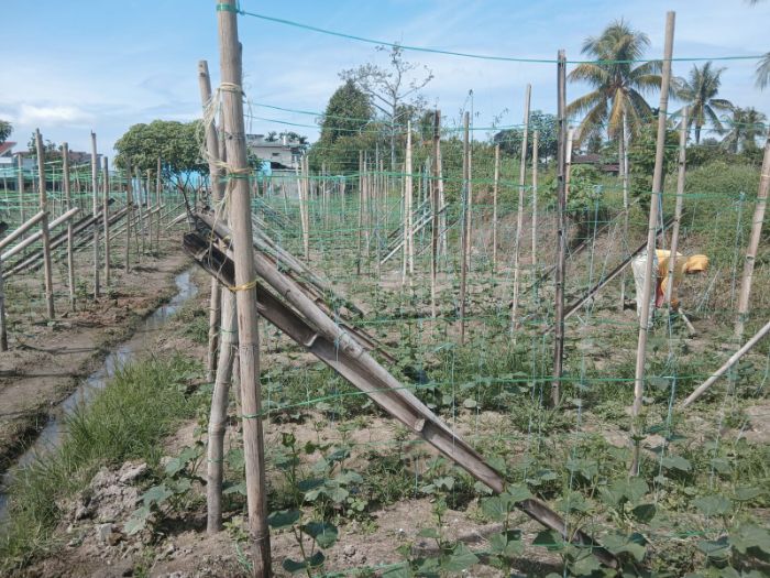 Harga Timun Rp4.000 per Kg Buat Petani Simalungun Kebingungan