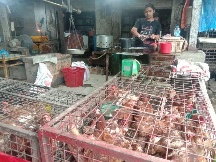 Harga Ayam Potong di Pasar Onan Toba Naik