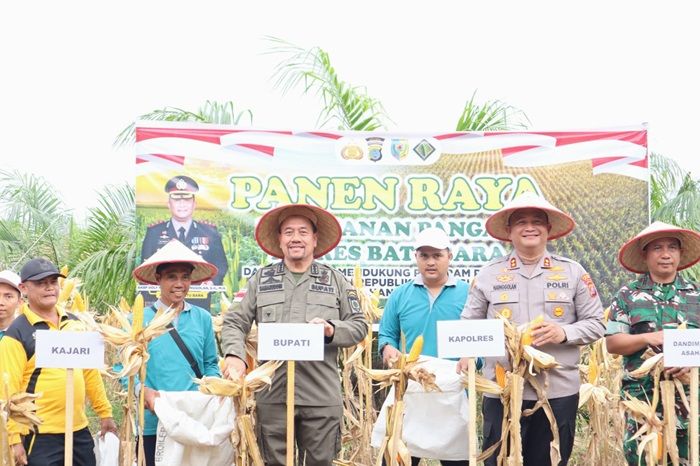 Panen Raya Jagung di Kebun PT PSU, ini Kata Bupati dan Kapolres Batu Bara
