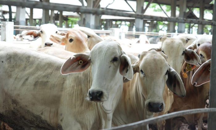 Genjot Produksi Daging dan Susu, Pemerintah Tak Lagi Batasi Impor Sapi ...