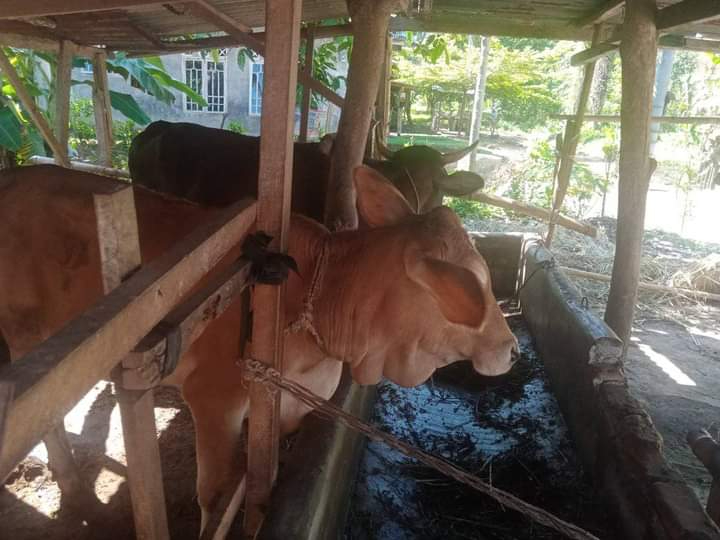 Wabah PMK Merebak, Peternak Rugi dan Sulit Pasarkan Sapi Wabah PMK Merebak, Peternak Rugi dan Sulit Pasarkan Sapi