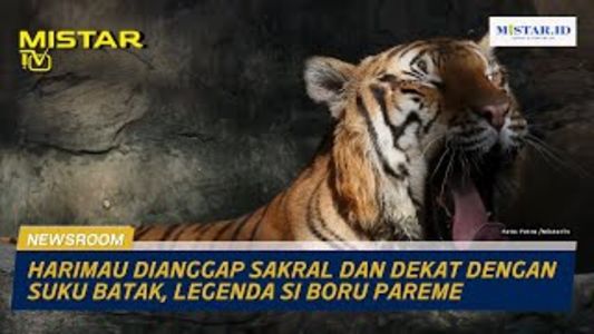 Newsroom: Harimau Dianggap Sakral dan Dekat dengan Suku Batak, Legenda ...