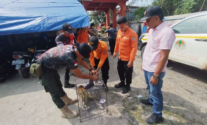BPBD Binjai Serahkan Tiga Monyet Ekor Panjang ke BKSDA Sumut