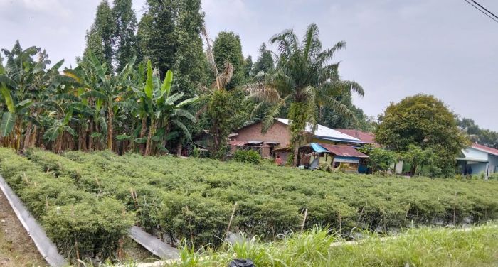 Harga Cabai Merah Tembus Rp100 Ribu, Tak Semua Petani Deli Serdang ...