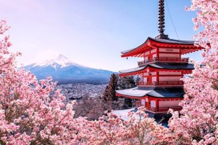 Jadwal Terbaru Mekarnya Bunga Sakura 2026