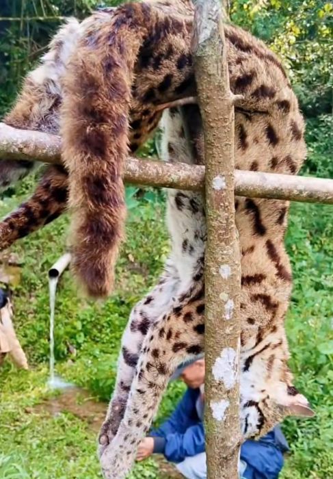 Lagi, Bangkai Macan Akar Ditemukan di Girsang Sipangan Bolon Simalungun