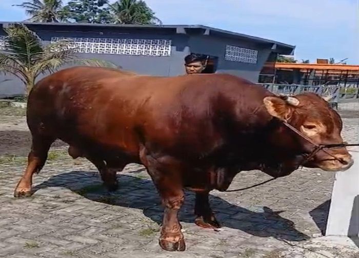 Presiden Prabowo Serahkan Sapi Limosin 916 Kg untuk Kurban di Pematangsiantar