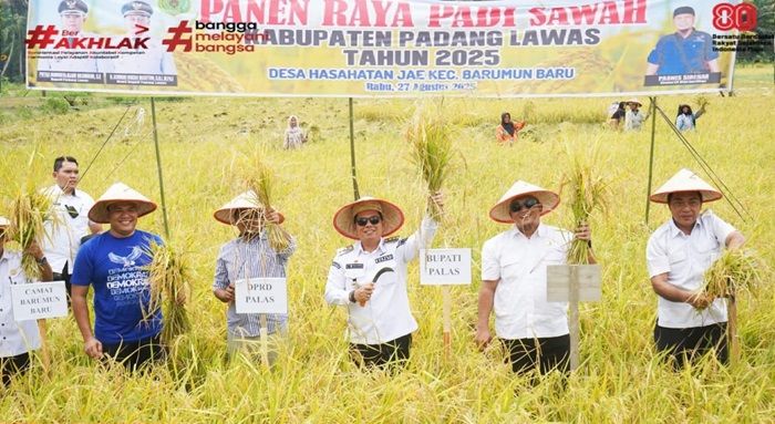 Panen Raya Padi di Padang Lawas, Simbol Ketahanan Pangan dan Dukungan ...
