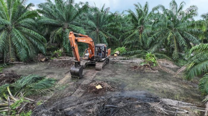 BKSDA Sumut Eradikasi 100 Hektar Lahan Sawit Ilegal yang Masuk Kawasan ...