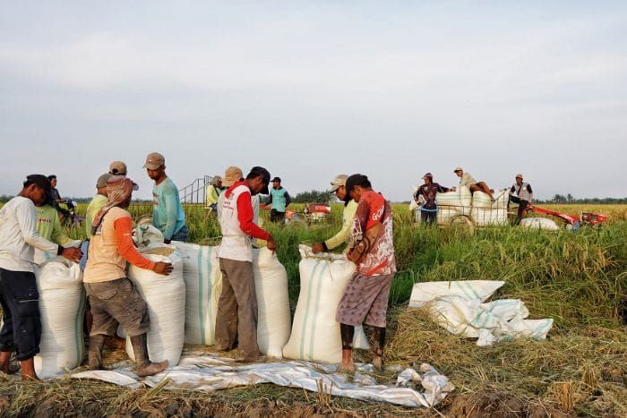 Bulog Sumut Tegaskan Tak Ada Beras Oplosan di Mitra Penggilingan