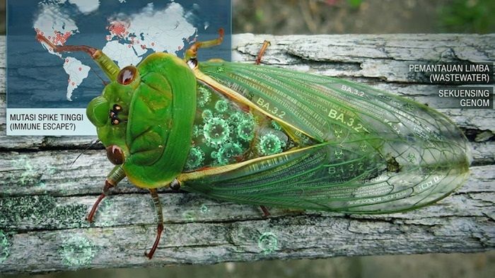 Varian Baru Covid-19 Cicada Terdeteksi Global, Ini Faktanya