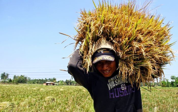 HET Beras Medium Naik, Bulog Sumut Optimis Harga Turun karena Panen Raya