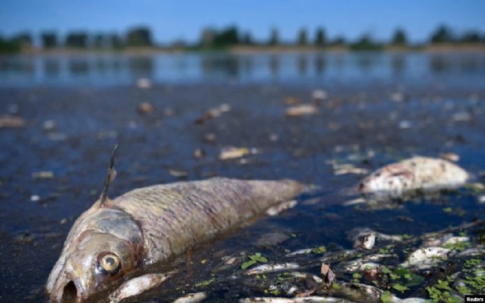 10 Ton Ikan Mati di Sungai Oder Jerman, Misteri Kematian Belum Terungkap