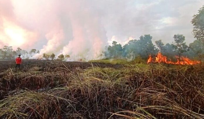 2,5 Juta Hektar Lahan Gambut di Indonesia Rawan Terbakar