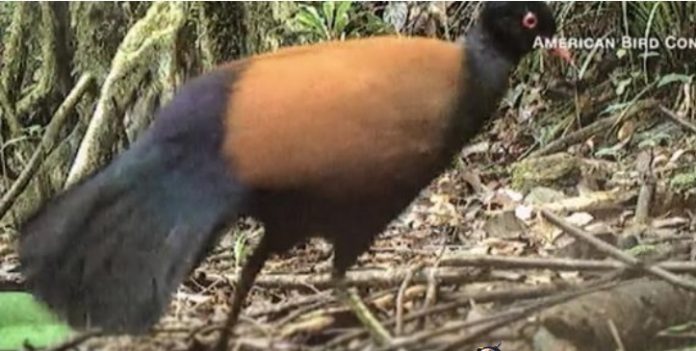 Ahli Temukan Burung Auwo di Papua Nugini, yang Dikira Telah Punah