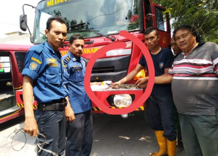 Anak Buaya Gegerkan Warga Martubung