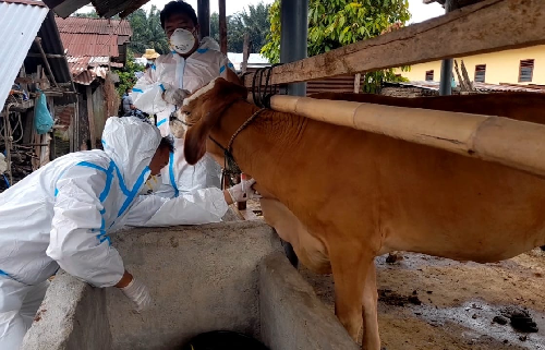 Balai Veteriner Medan Ambil Sampel Darah dan Liur 17 Ekor Sapi Suspek ...