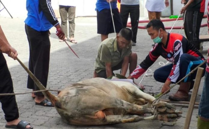 BI Siantar Berkurban 4 Sapi dan 3 Kambing