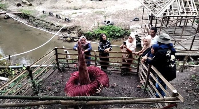 Bunga Bangkai Tumbuh di Pinggiran Sungai Desa Wisata Simalungun