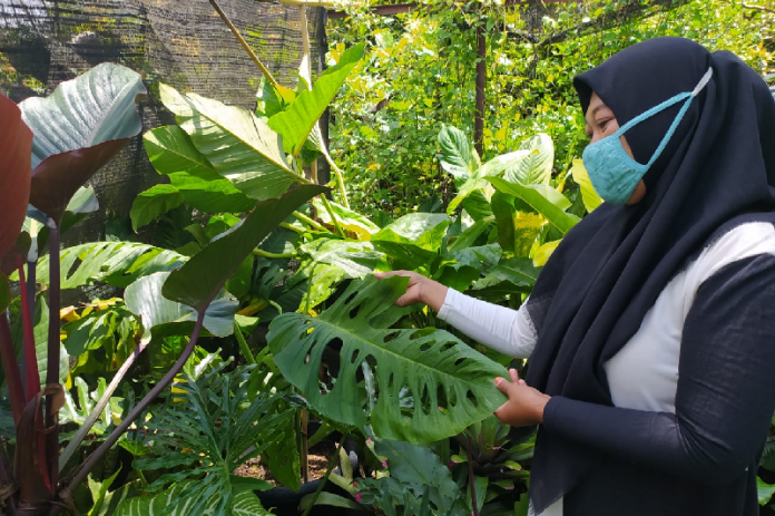 Bunga Unik Si Janda Bolong Laris Manis Di Siantar