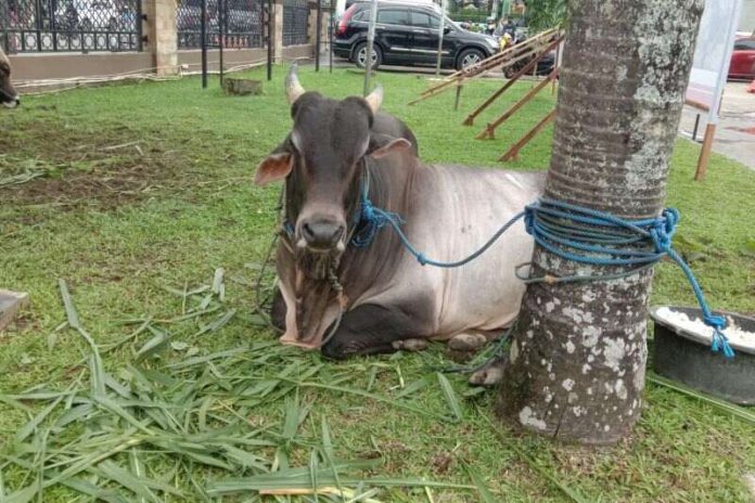 Daftar Harga Sapi Kurban 2023 dari Sejumlah Sumber, Cek Disini