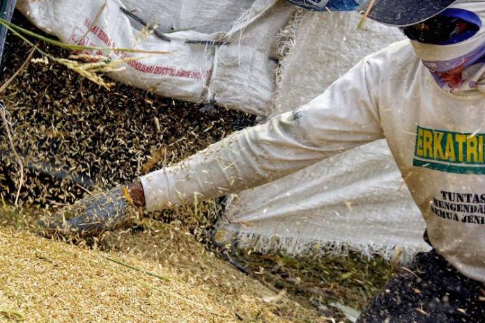 Fokus Lensa: Memanen Padi di Pematang Sawah