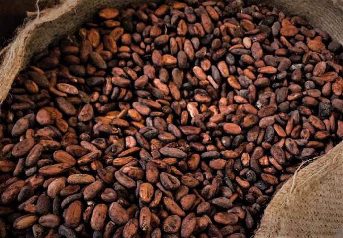 Harga Biji Kakao Periode Juli 2023 Menguat 4,91 persen