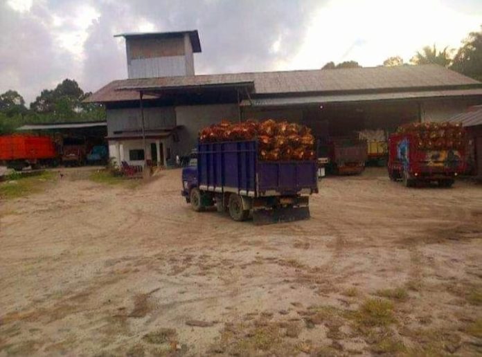 Harga Sawit di Tanah Jawa Simalungun Merosot Rp2.120 per Kilogram Harga Sawit di Tanah Jawa Simalungun Merosot Rp2.120 per Kilogram