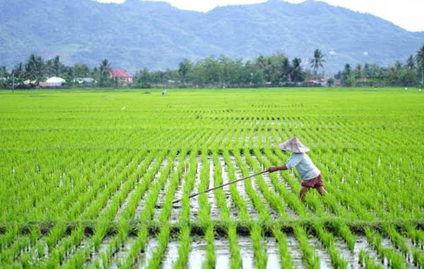 Indonesia Percepat Buka Lahan Sawah 3 Juta Hektare