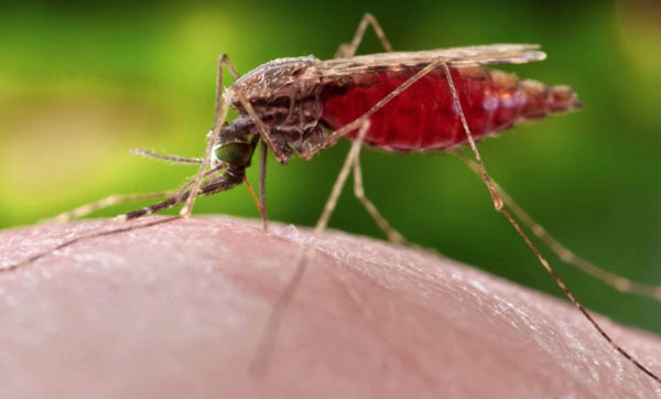 Malaria Mewabah di Nisel, 3 Orang Meninggal Dunia