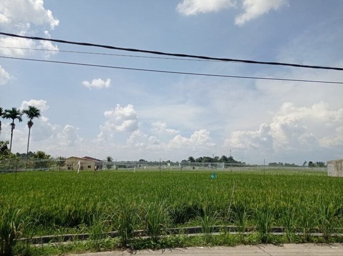 Masa Tanam Musim Hujan, Dishanpangtan Siantar Imbau Petani Kontrol Irigasi