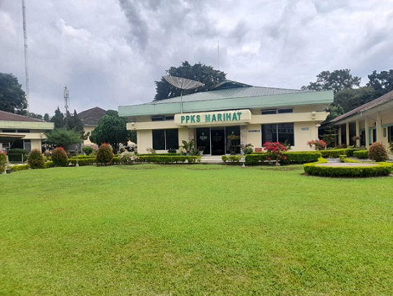 Masyarakat Bebas Beli Bibit Sawit Produksi PPKS Marihat