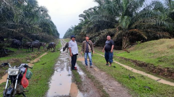 Pekan Depan, Pemilik Ternak Kerbau di Simalungun Akan Laporkan ke Polda ...