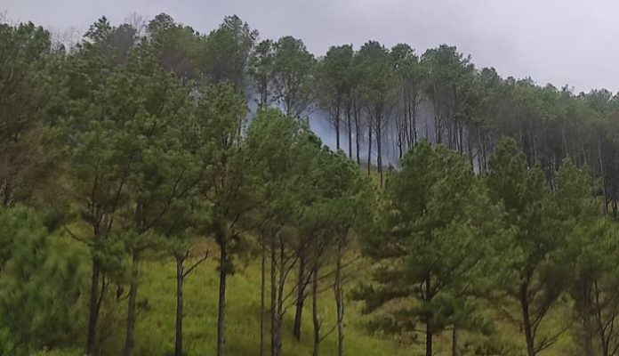 Penyebab Kebakaran Hutan di Samosir Disebabkan Ladang Berpindah
