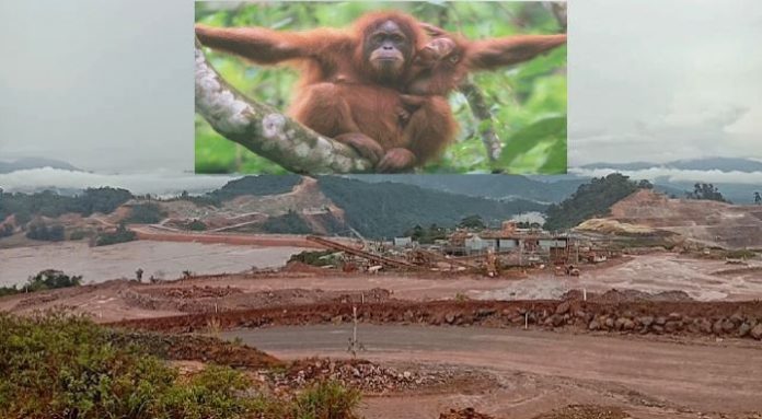 Pit Mine PT AR Meluas, Habitat Orangutan Terancam Punah