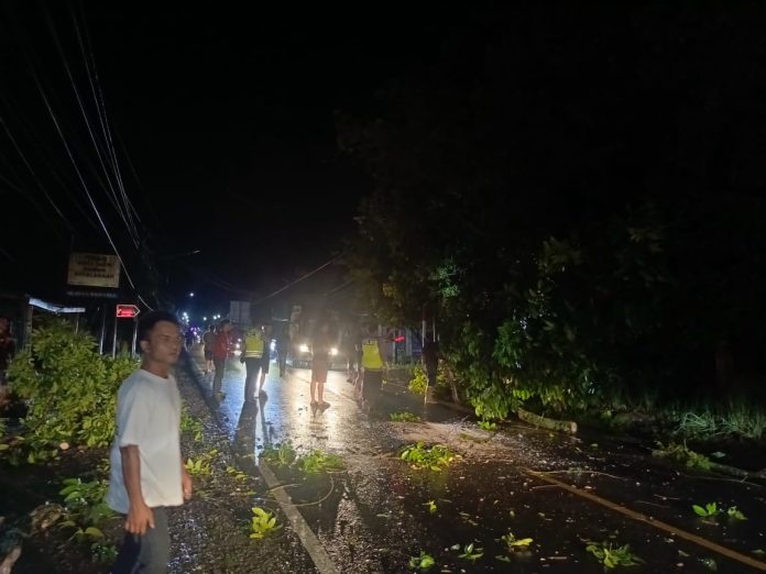 Pohon Mahoni Tumbang di Jalan Parapat Simarimbun