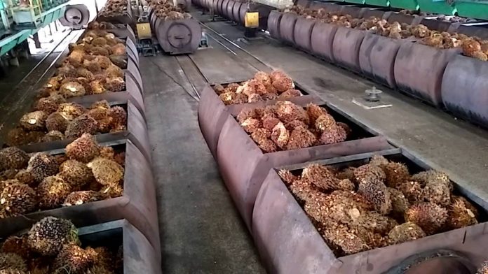 Produksi Minyak Sawit Indonesia Naik 13%