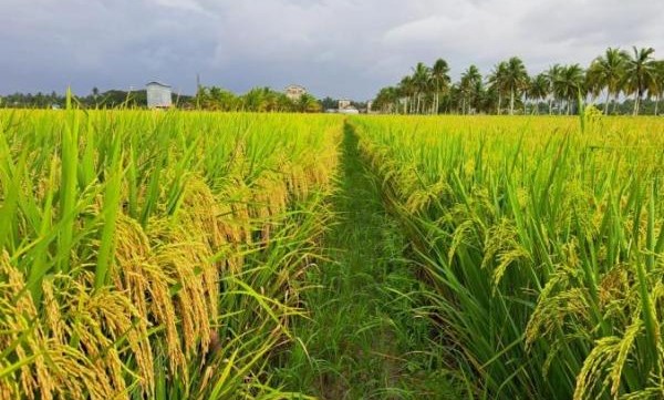 Produksi Padi di Sumut Turun 7.920,35 Ton Sepanjang 2023