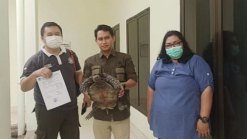 Seekor Baning Coklat Diserahkan Warga ke BKSDA Sumut