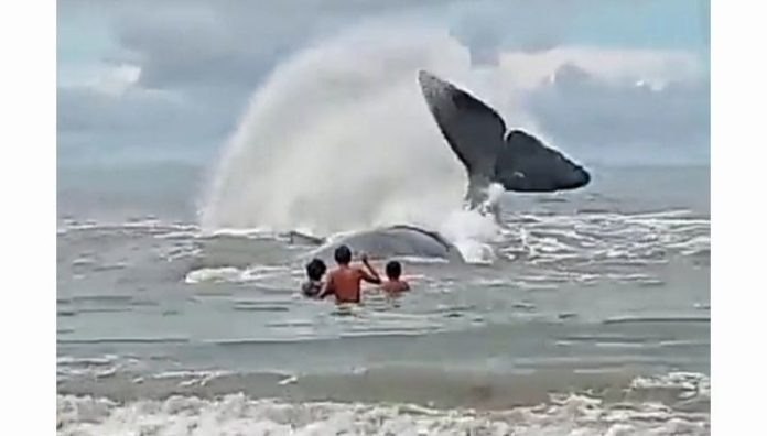 Seekor Ikan Paus Terdampar di Pantai Sindeas Manduamas Tapteng