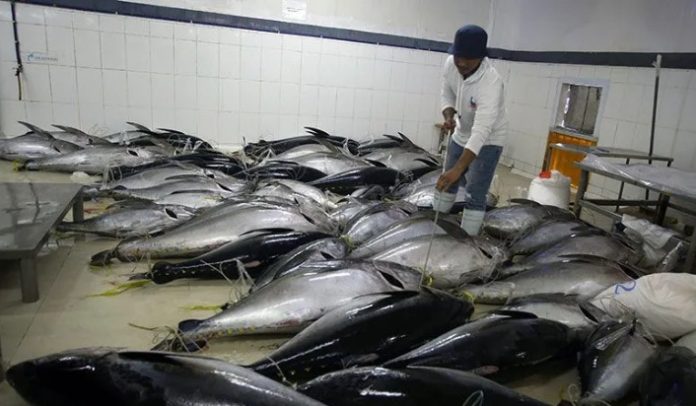 Solusi Ketahanan Pangan, KKP Ekspor 25 Ton Ikan Tuna Loin ke Thailand