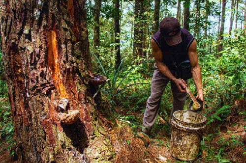 Sumut Tidak Menerapkan Pembatasan Penjualan Getah Pinus