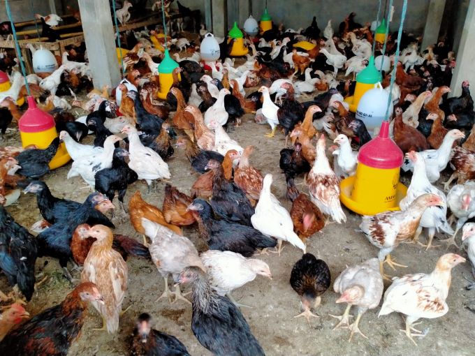 Ternak Ayam Kampung di Sekitar Rumah Bisa Beromzet Rp2 Juta Per Bulan